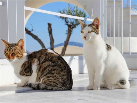 Landrace Cats Cat Explore