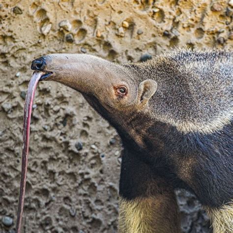 Did You Know That Giant Anteaters Dont Have Teeth