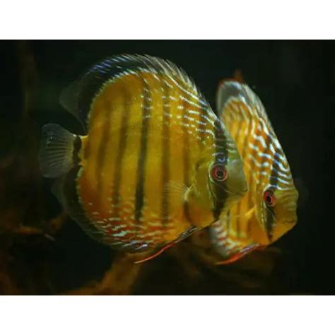 Topick Aquarium Green Discus Wild