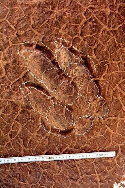 China Dinosaur Footprint Named After Doraemons Best Friend The Asahi