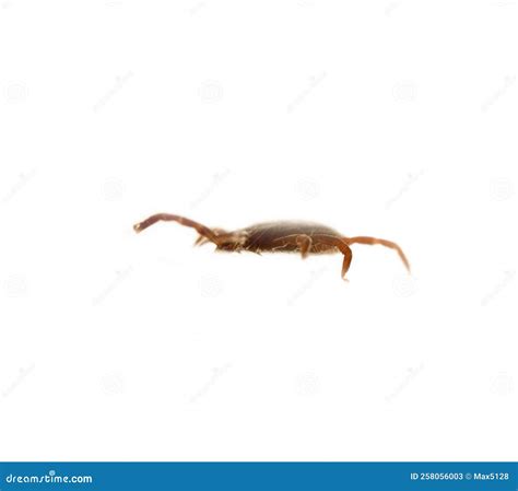 Ixodes Tick View From The Microscope Tick In The Laboratory Stock