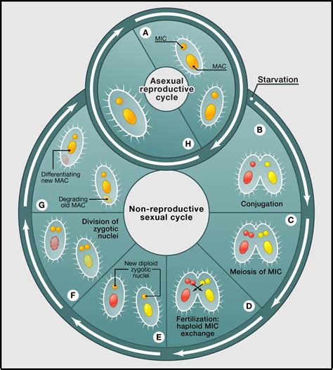 Genomes On The Edge Programmed Genome Instability In Ciliates Cell
