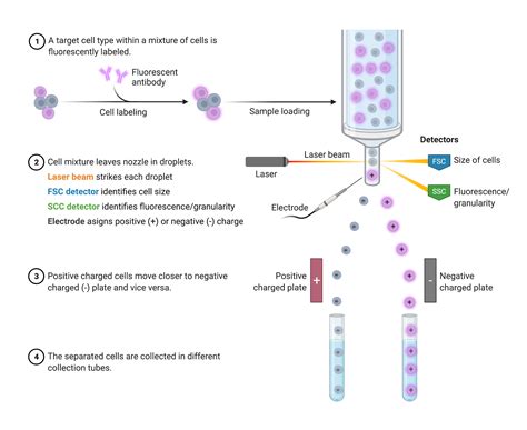 10 Immunology Templates For Publications Presentations Graphical