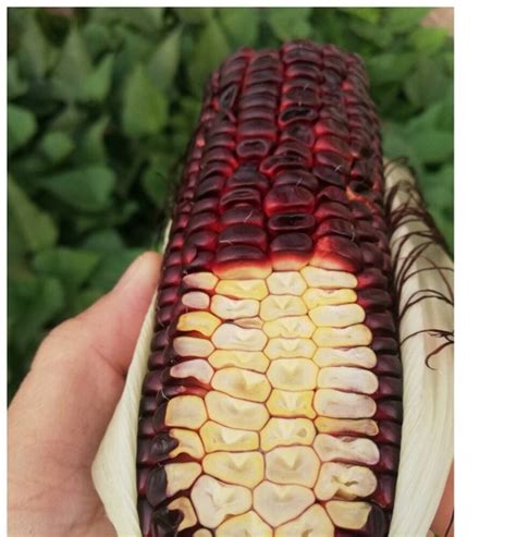 Siam Ruby Sweet Corn Seeds Thai Ruby Sweet Corn Seed Etsy