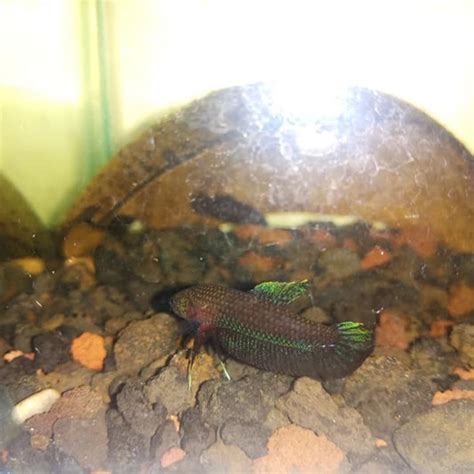 Bubble Nester Page 2 Wild Exotic Bettas