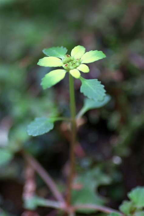 Plantsnap Identify Plants Trees Mushrooms With An App