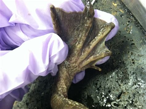 Integumentary System Frog Dissection