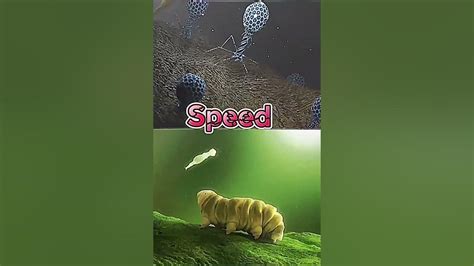 Bacteriophage If They Could Infect Anything Vs Tardigrade Youtube