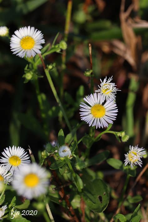 The Outskirts Of Suburbia Fleabane Daisy