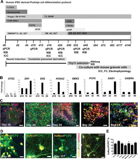 Differentiation Protocol For Hipsc Derived Pcs A Schematic Download Scientific Diagram