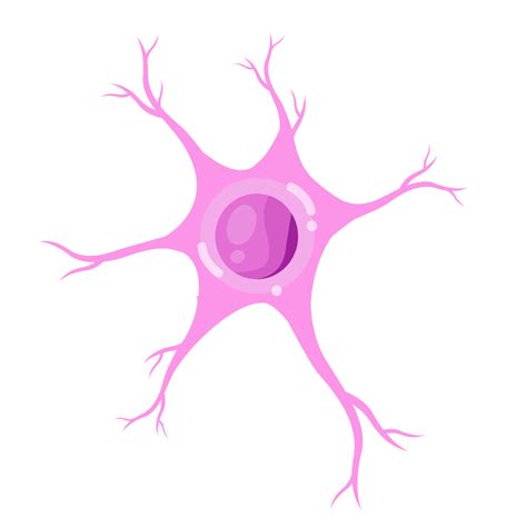 Anaxonic Neuron Wikipedia