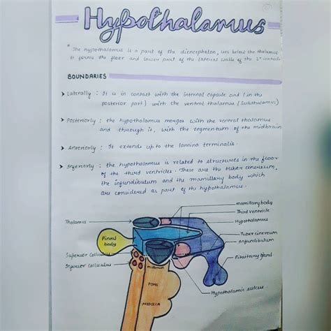 Hypothalamic Sulcus
