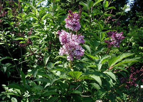 Syringa Josikaea Wikipedia