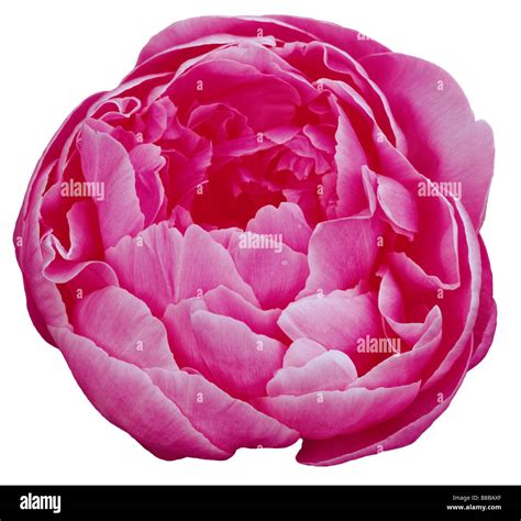 Bert Klassen Cut Out Stock Images And Pictures Alamy