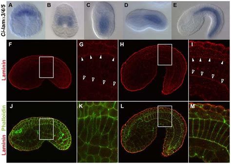 Distribution Of Laminin In Ciona Intestinalis Embryos A E