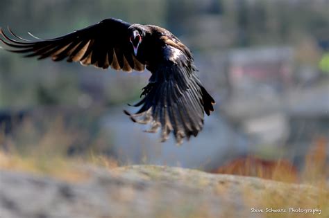 Angry Raven Angry Raven Ive Never Felt Threatened By A Flickr