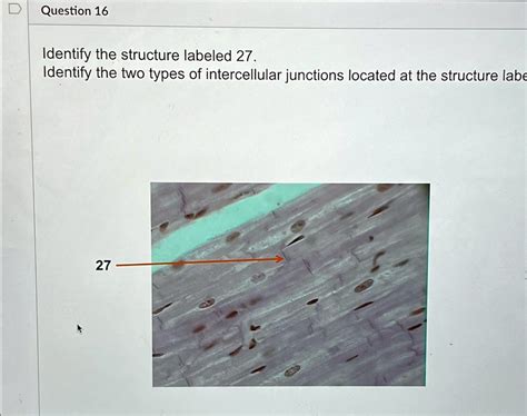 Question 16 Identify The Structure Labeled 27 Identify The Two Types
