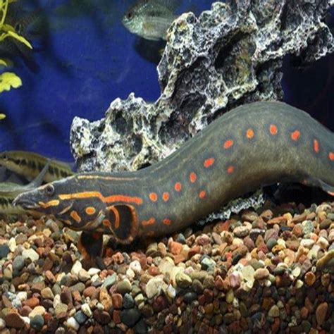 Fire Eel Tank Freshwater Eels