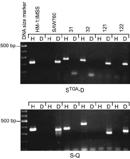 Species Specific Primer Testing Each Of The Dna Samples Was Amplified Download Scientific Species Specific Primer Testing Each Of The Dna Samples Was Amplified Download Scientific