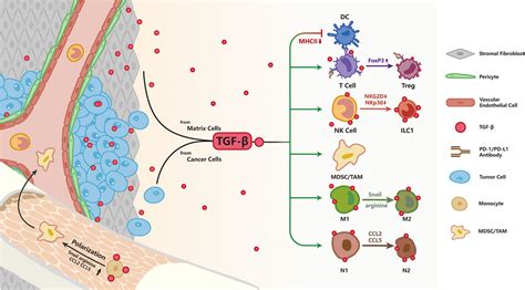 Frontiers Tgf β Signaling And Resistance To Cancer Therapy