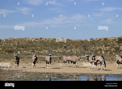 Scenic View Of A Gemsbok Oryx Herd Milling Around A Waterhole In The