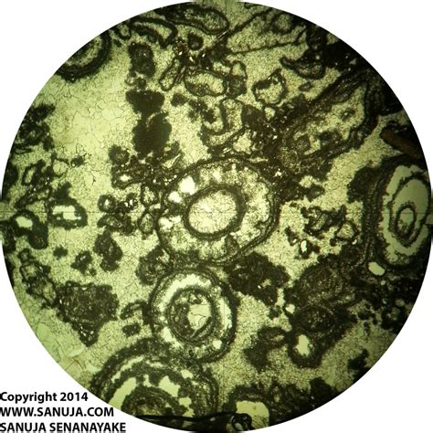 Sedimentary Petrology Media Library Sanuja Senanayake