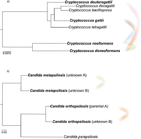 Schematic Trees With Representation Of The Different Hybridization