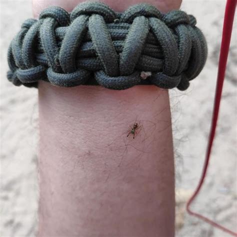 Siler Insect Identification Guide Habitat Facts