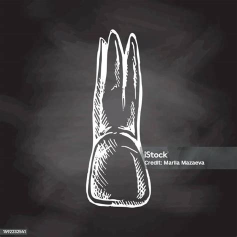 뿌리가 있는 매우 상세한 손으로 그린 인간의 치아 손으로 그린 스케치입니다 칠판 배경에 분리된 그림 0명에 대한 스톡 벡터 아트 및 기타 이미지 Istock