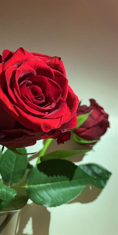 Pin By Валентина Вербицька Попович On Троянди In 2024 Rose Flower