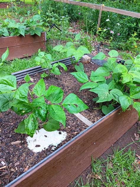 What Do We Have Herem Rgardening