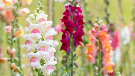 What Colors Do Snapdragons Come In