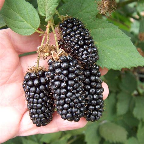 Fruit Warehouse Blackberry Rubus Argutus