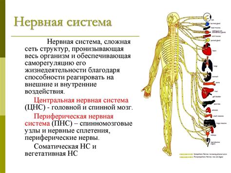Органы нервной системы. Спинной и головной мозг. Рефлекторные дуги ...