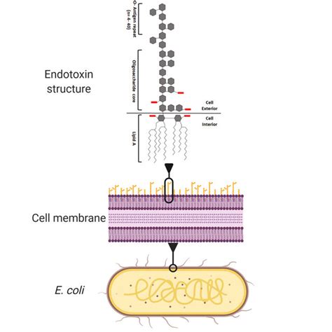 Schematic Representation Of Endotoxin Derived From Escherichia Coli