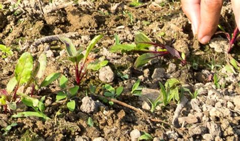 Beet Seedlings Falling Over