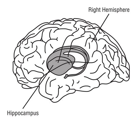 Hippocampus Brain