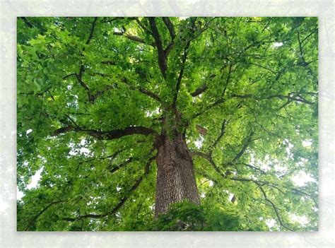 树冠图片素材 编号37241703 图行天下