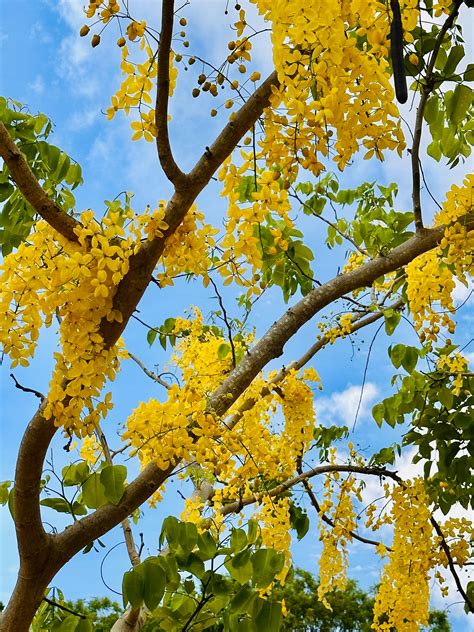 Julia Lin Photography