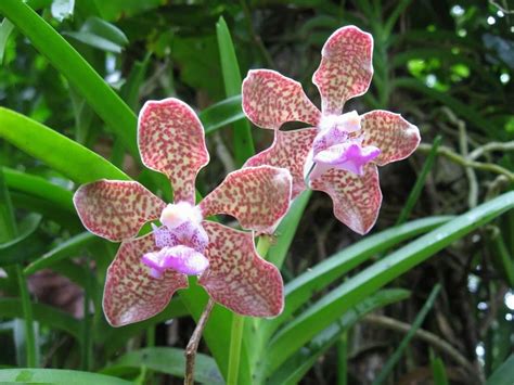 Vanda Roxburghii Extract Packaging Type Plastic Bottle Packaging