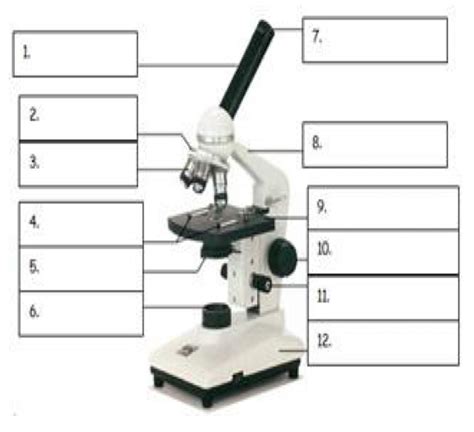 Microscope Diagram Diagram Quizlet