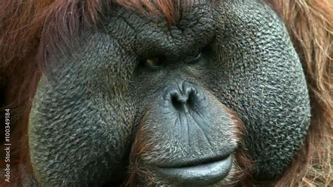 Face With Excellent Cheeks Close Up Of Orangutan Male Chief Of Monkey