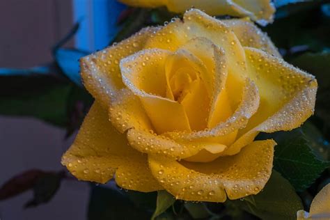 Page 77 60000 Free Roses And Rose Flower Images Pixabay