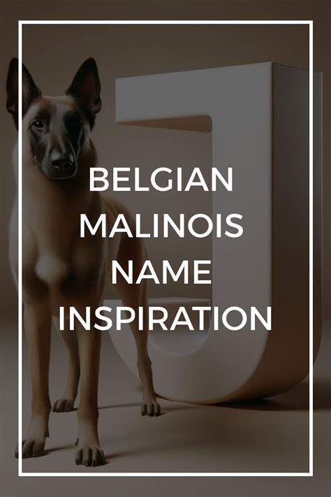 Top 1200 Belgian Malinois Names From A Z 2024 Lets Learn Slang Artofit