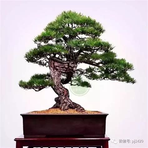 最爱盆上 不老松” 每日头条