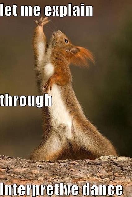 25 Funny Animal Memes To Make You Laugh Till You Drop