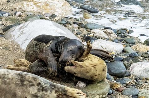 Gorgeous Pics Show Two Mating Seals Frolicking In The Surf Before Kissing
