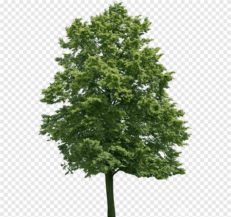 Tree Tree Leaf Branch Png PNGEgg