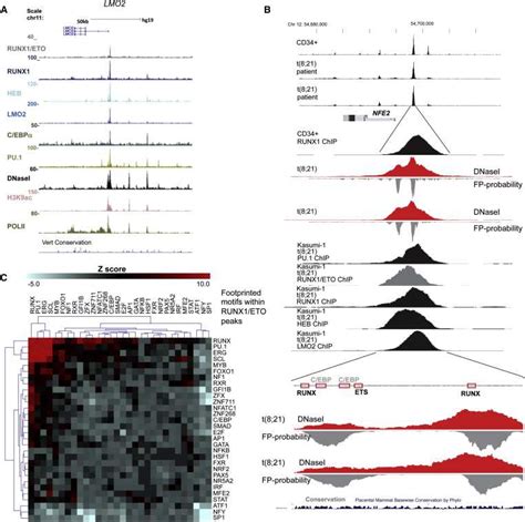 Transcription Factor Occupancy Patterns Are Similar Between