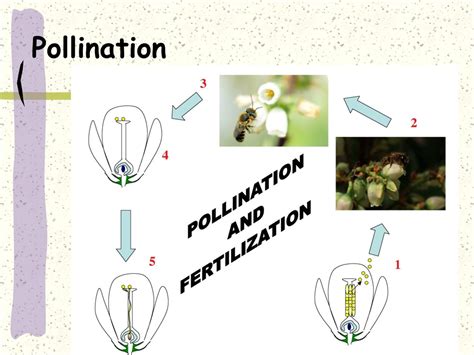 Ppt Asexual Vs Sexual Reproduction Powerpoint Presentation Free